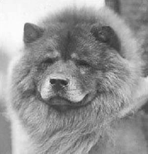 Dog evolution - Chow-chow - Kutya Portál